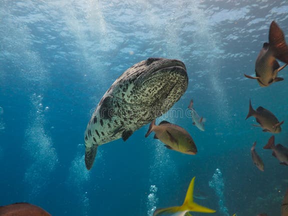 Giant Potato Cod Great Barrie Stock Image - Image of tourism, giant ...