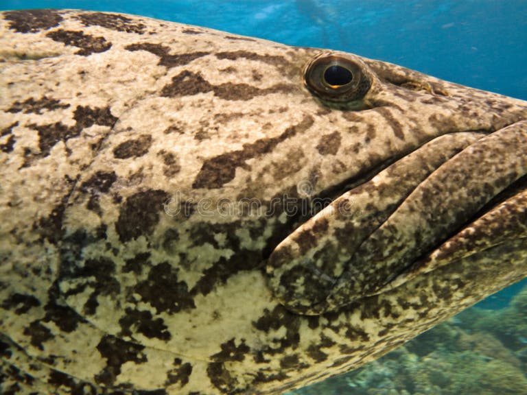 Giant Potato Cod at the Great Barrier Reef Stock Image - Image of mouth ...