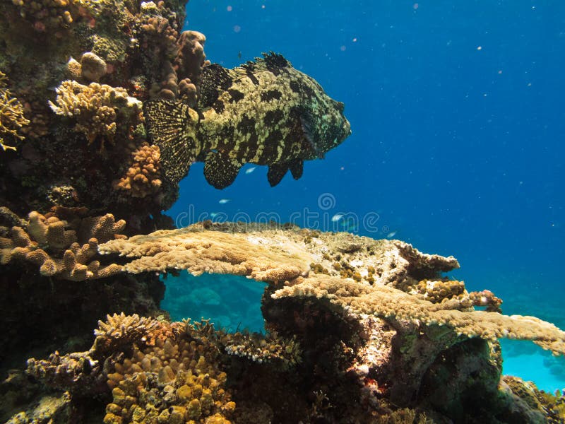 Giant Potato Fish Great Barrier Reef Stock Image - Image of potato ...