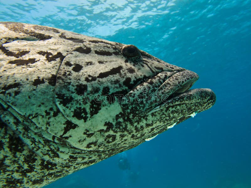 Giant Potato Fish Great Barrier Reef Stock Image - Image of potato ...