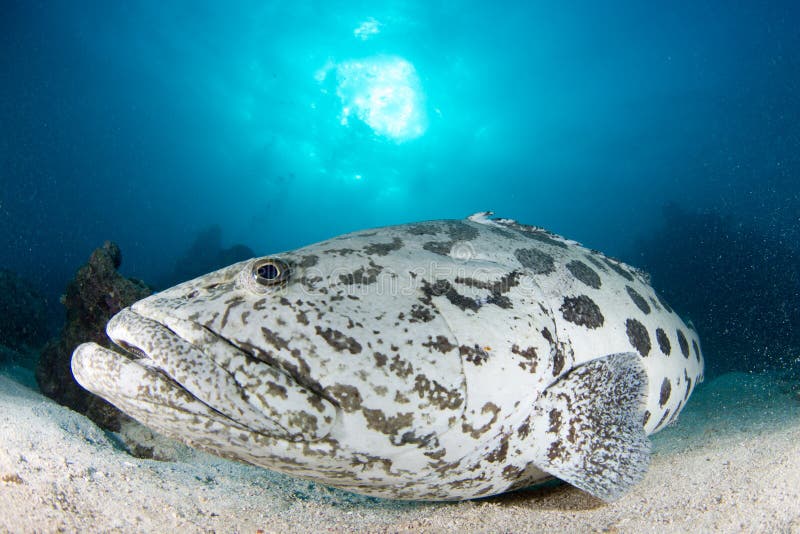 A Giant Potato Cod Sits on the Sand Stock Photo - Image of green, color ...