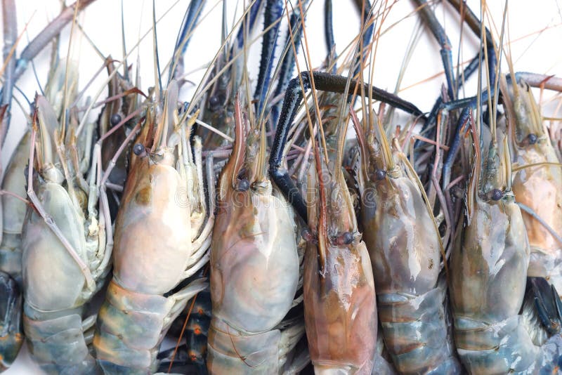 Giant prawn stock image. Image of river, galah, healthy - 79076667