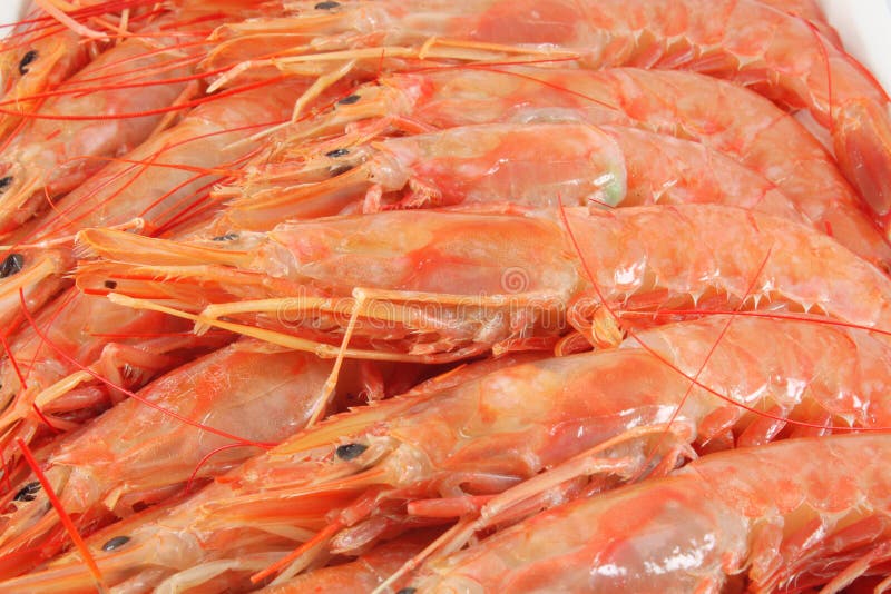 Giant prawns stock photo. Image of food, grocery, ocean - 31610488