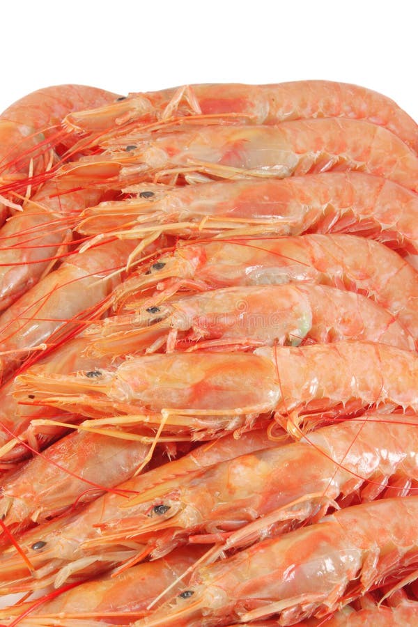 Giant prawns stock photo. Image of delicious, meat, healthy - 31610818