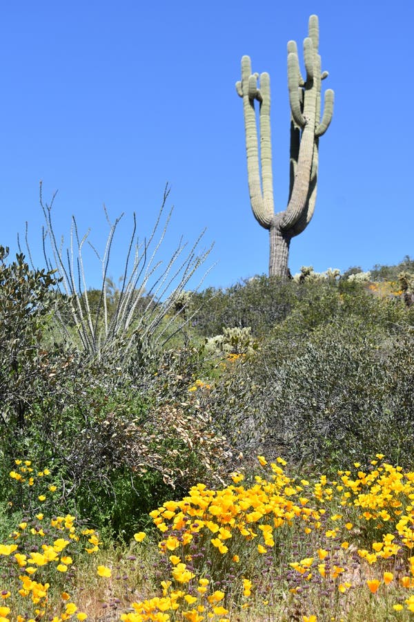 Sharp Cactus on the Field Covered in Flowers - Great for Wallpapers ...