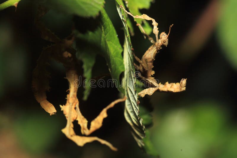 Giant Prickly Stick Insect Hanging on the Branch Stock Image - Image of ...