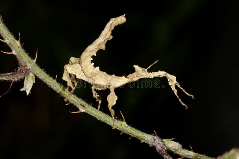 Giant Prickly Stick Insect, Macleay S Spectre Stock Photo - Image of ...
