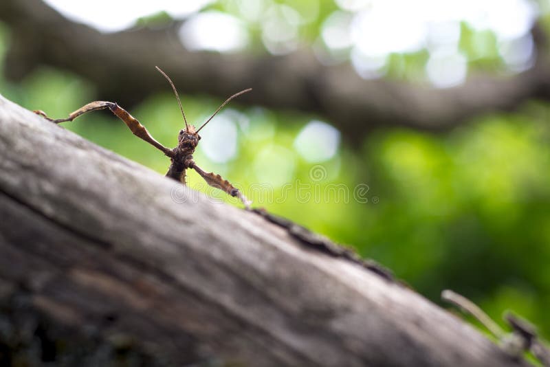 Giant Prickly Stick Insect Hanging on the Branch Stock Image - Image of ...