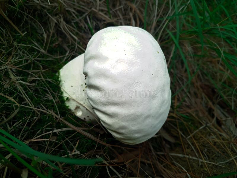 A Giant Puffball Grow in the Soil Stock Image - Image of giant, grow ...