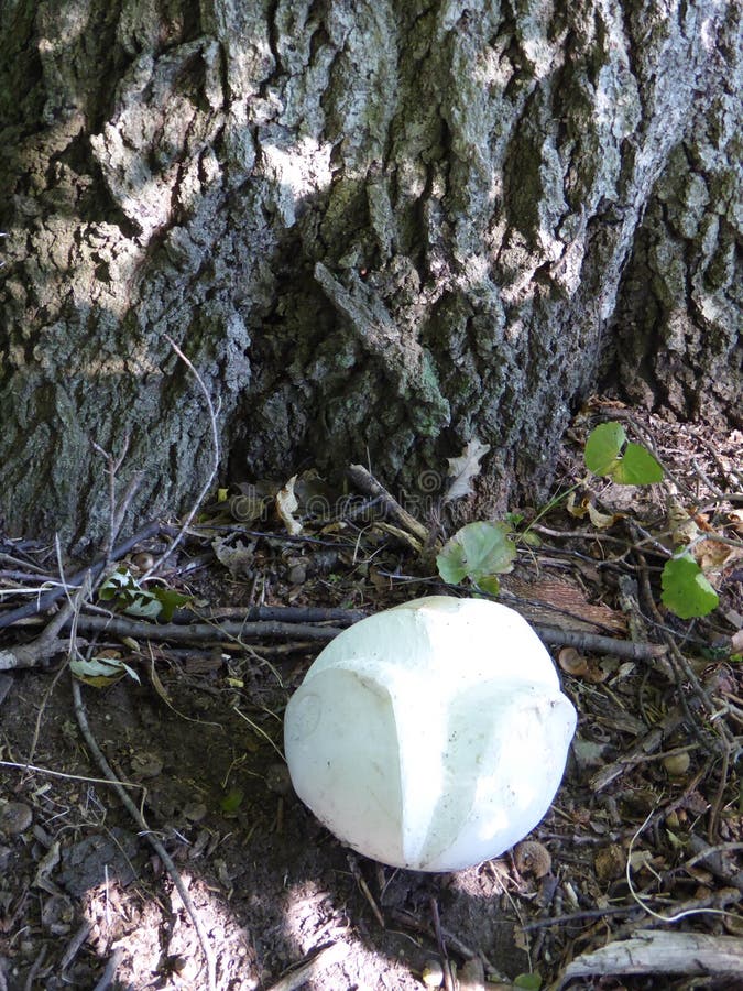 Giant Puffball stock image. Image of tree, fungas, puffball - 57687389