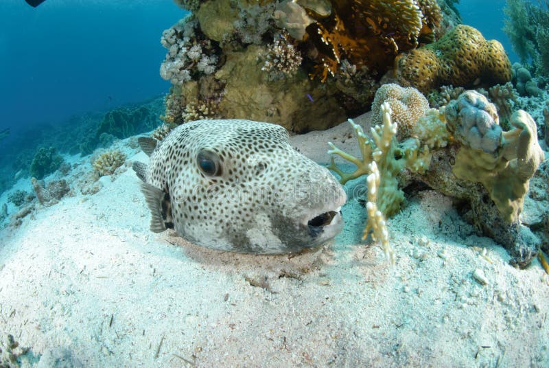 Giant Puffer Fish on the Sandy Bottom of the Red Sea. Starry Puffer ...