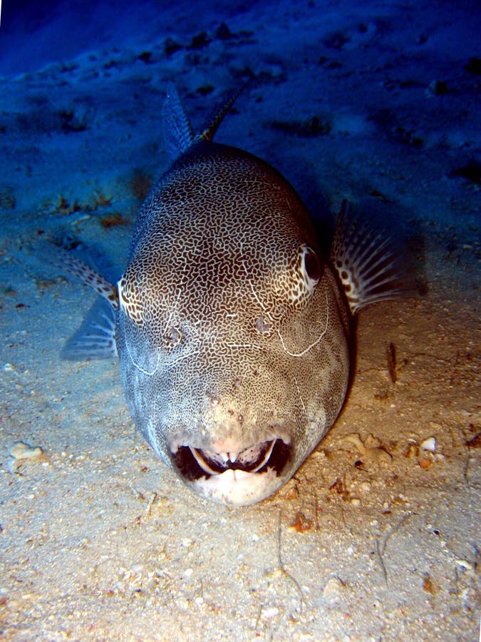 Giant Puffer Fish stock photo. Image of scuba, giant, borneo - 3769976