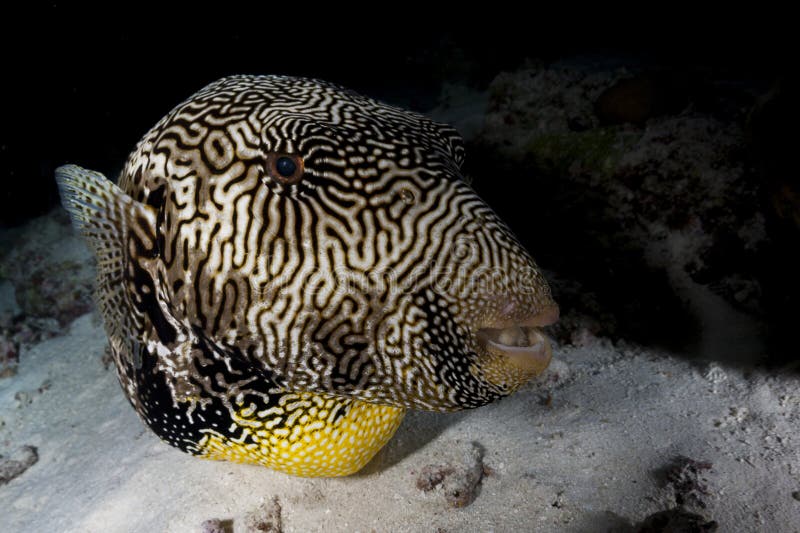 297 Maldives Map Pdf Stock Photos - Free & Royalty-Free Stock Photos ...