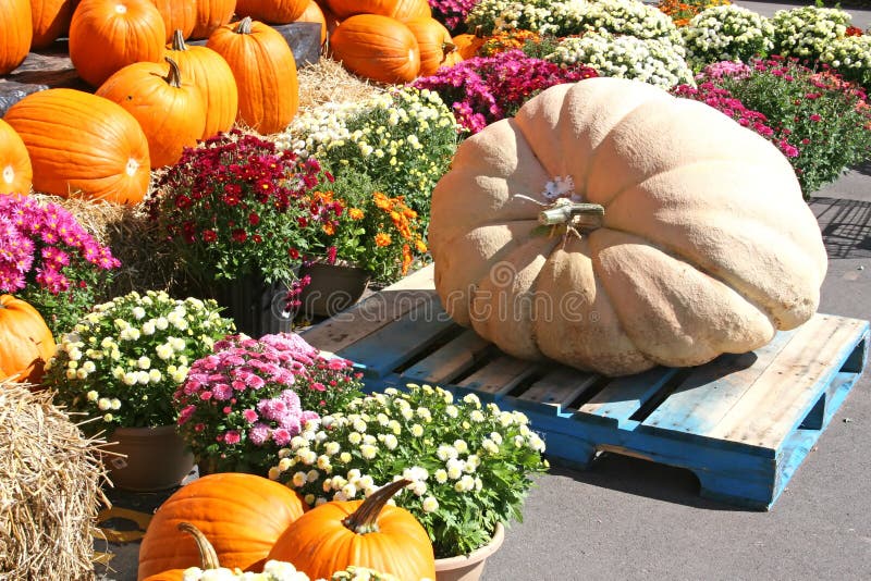 Pumpkin Display stock image. Image of retail, scarecrow - 11249419