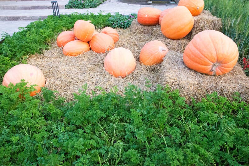 Harvest Fresh Pumpkin Orange in the Farm Stock Image - Image of night ...