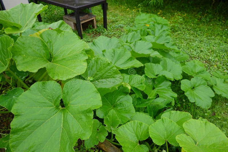 Giant Pumpkin Cultivation. Large Pumpkin Leaves Growing on the Ground ...