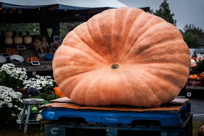 Giant Pumpkin on Display stock image. Image of giant - 84771005