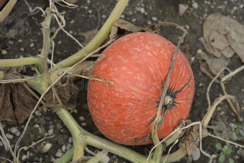 Giant pumpkin stock photo. Image of pumpkin, green, orange - 257806080