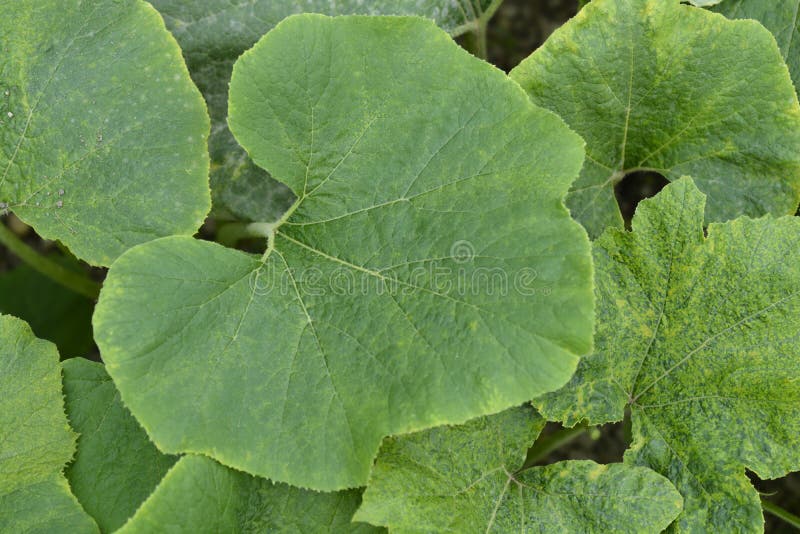 Giant pumpkin stock photo. Image of outdoors, cucurbita - 256022236