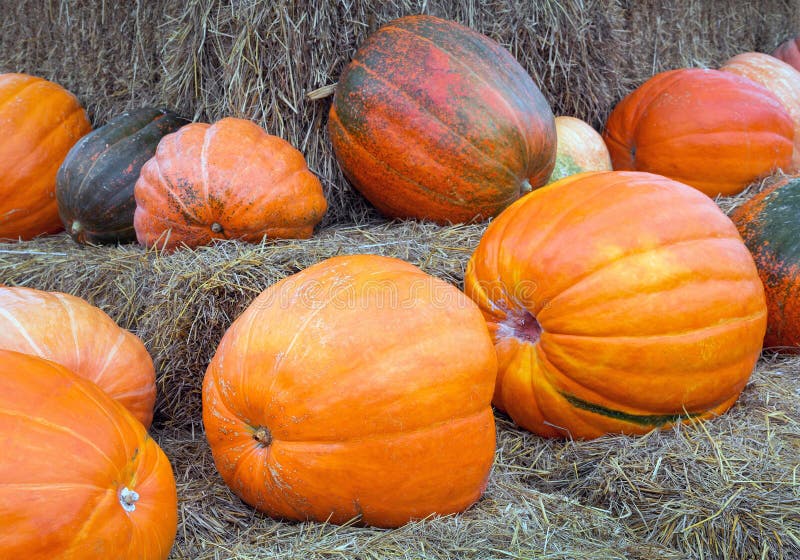 Giant pumpkin. stock image. Image of autumn, squash - 282732619