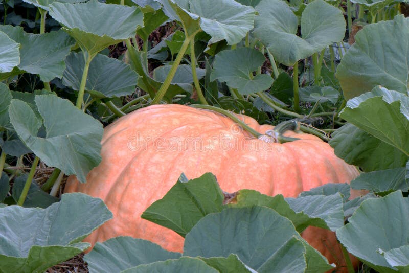 Giant Orange Pumpkin Vine 04 Stock Image - Image of veggie, oversize ...