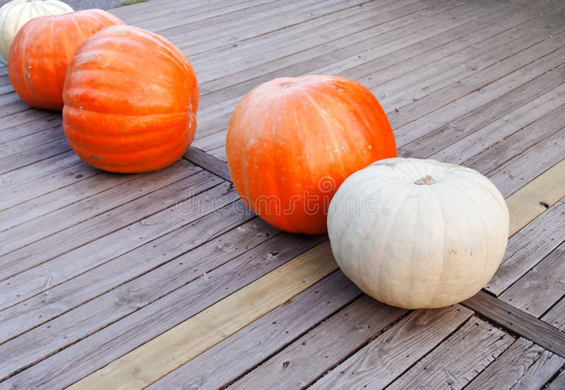 Giant Pumpkins stock image. Image of squash, pumpkin - 77576797