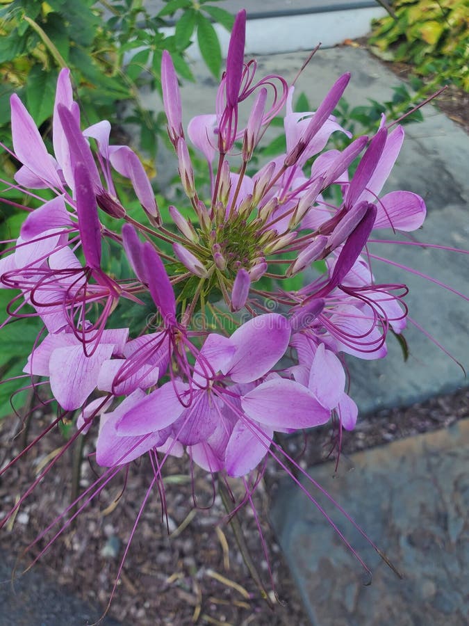 Giant???? Purple Flowers Rocks Green Stock Image - Image of green ...