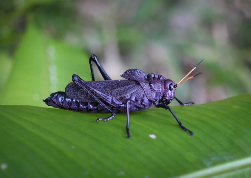 Giant Purple Grasshopper stock image. Image of large - 20170483