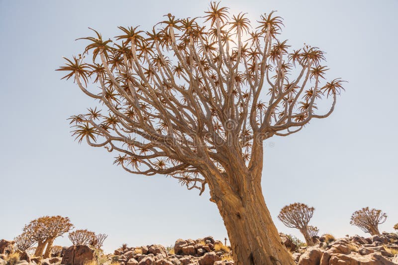 Giant Quiver Tree Aloidendron Pillansii 2 Stock Photo - Image of desert ...