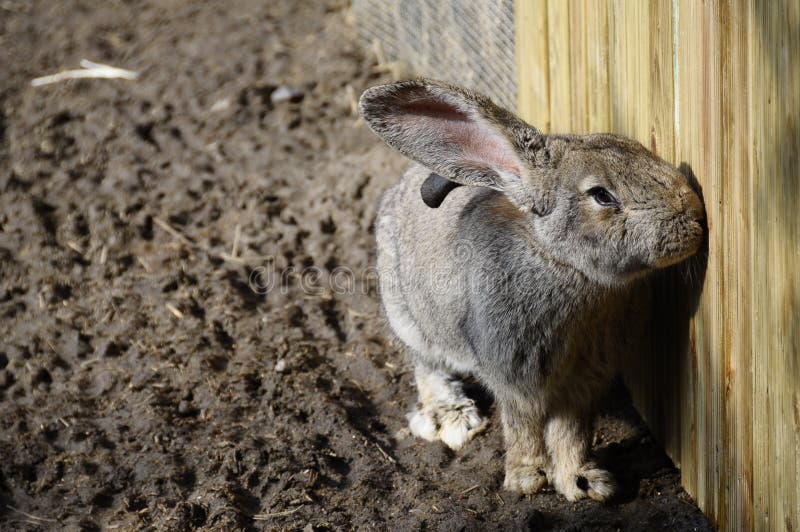 Giant rabbit stock image. Image of animal, flandres, farm - 29675563