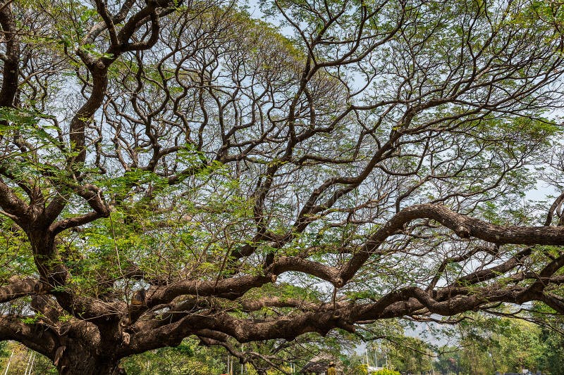 Giant rain tree stock photo. Image of branch, summer - 311640616