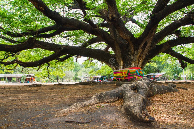 Giant Rain Tree Focus on Root at Kanchanaburi Thailand Stock Image ...