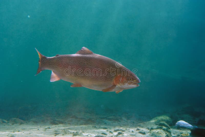 Giant Rainbow Trout stock image. Image of scales, food - 6704891
