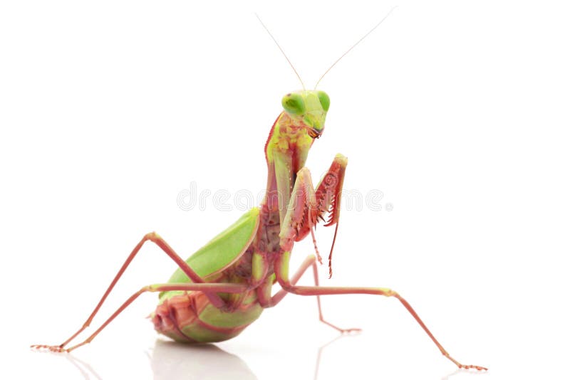Giant Rainforest Mantis stock photo. Image of mantis - 31166890