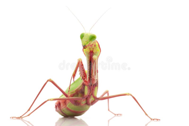Giant Rainforest Mantis stock photo. Image of backgrounds - 31166934