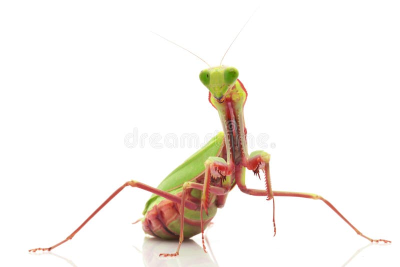 Giant Rainforest Mantis stock image. Image of white, mantis - 31166975