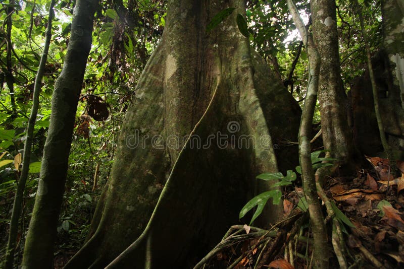 Giant rainforest tree stock photo. Image of rainforest - 60893102