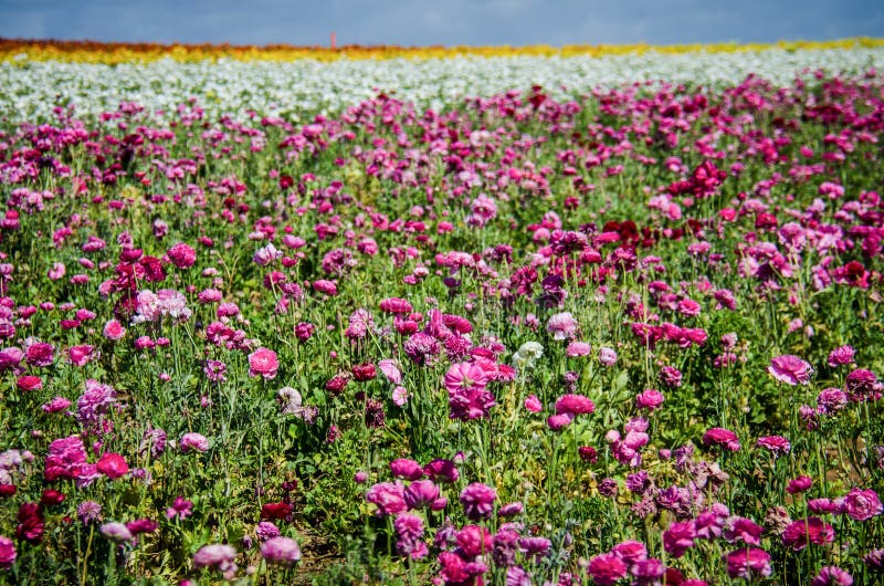 Giant Ranunculus Flowers Growing in a Field on a Sunny Day Stock Image ...