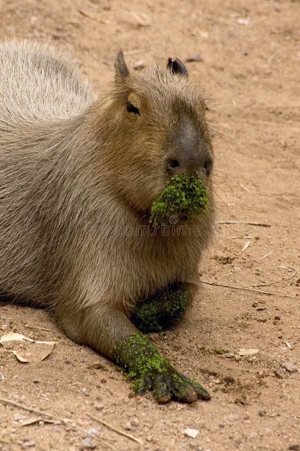 Giant Rat stock image. Image of resting, rodent, swamp - 1403381