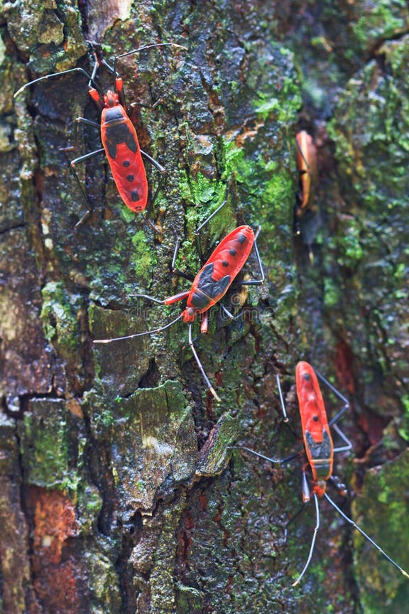 Giant red bug stock photo. Image of biology, head, alien - 36168394