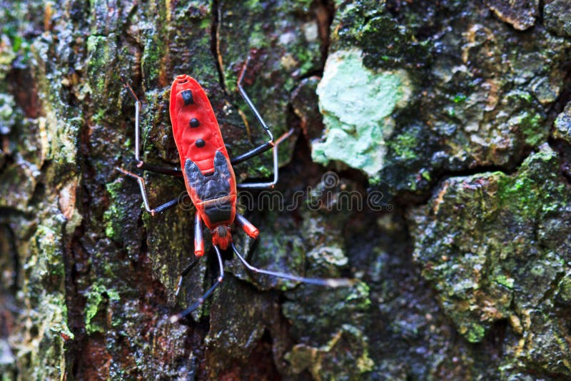 Giant red bug stock image. Image of creature, macro, biology - 36168445