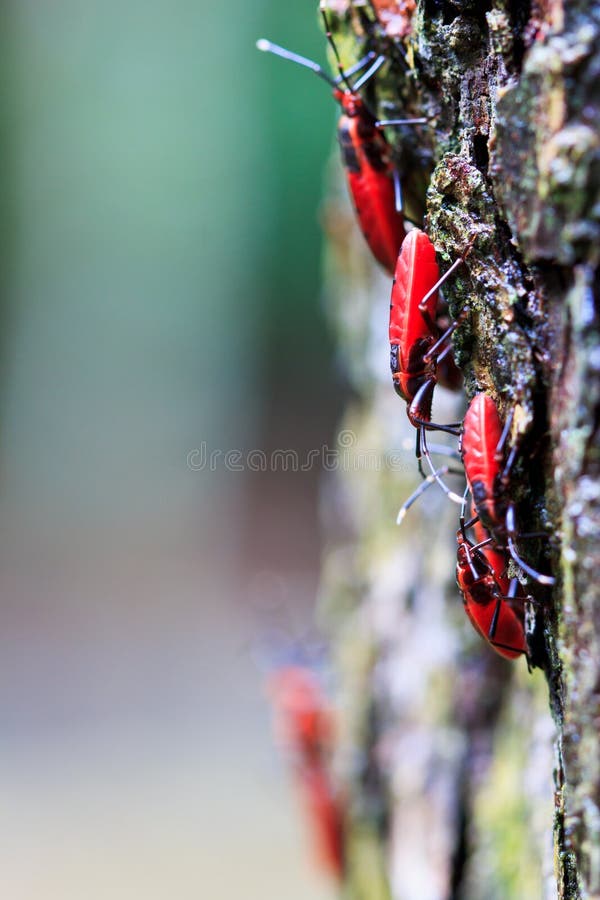 Giant red bugs stock image. Image of giant, hexapoda - 36625135