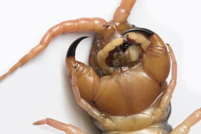 The Giant Red Centipede Dangerous in the Garden. Stock Photo - Image of ...