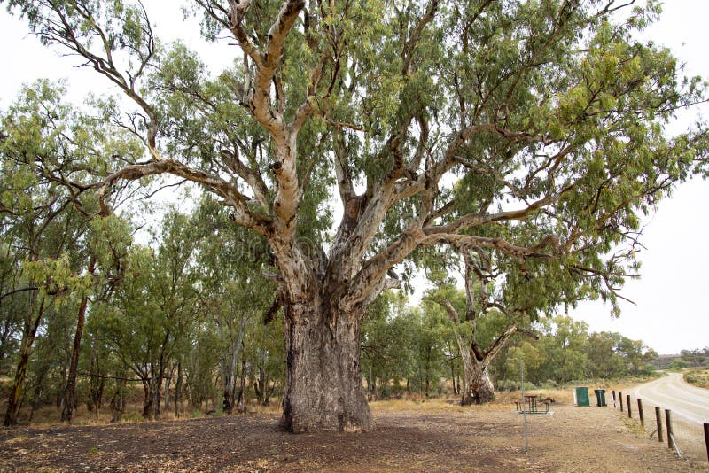 Giant Red Gum Tree stock image. Image of orroroo, oldest - 248749767