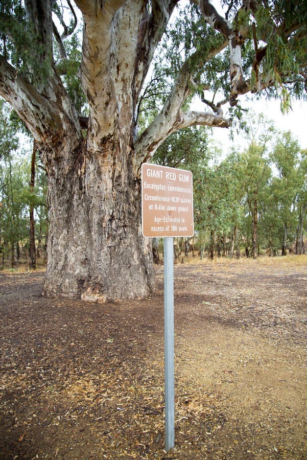 Giant Red Gum Tree stock image. Image of orroroo, oldest - 262414867