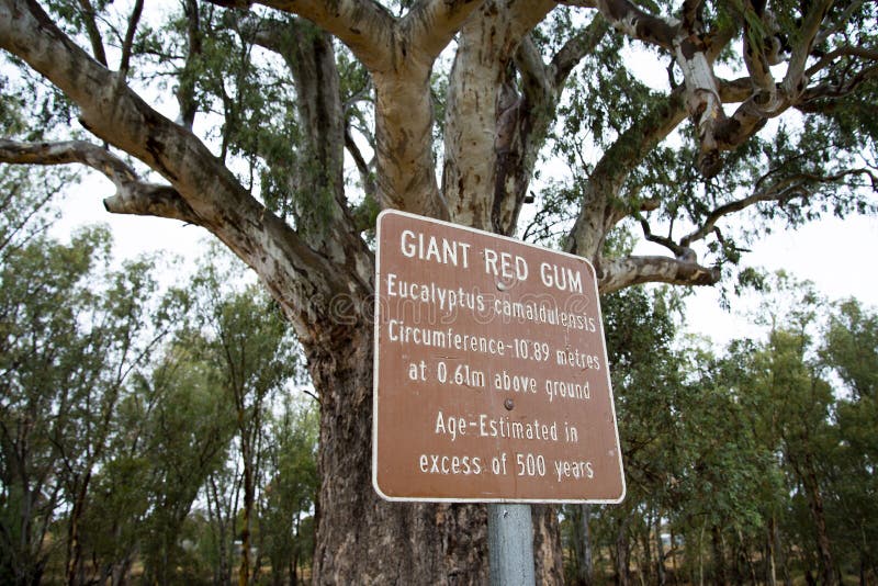 Giant Red Gum Tree stock image. Image of trunk, australia - 248749771