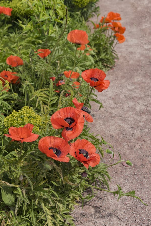 Giant red poppies stock image. Image of country, meadow - 93940717