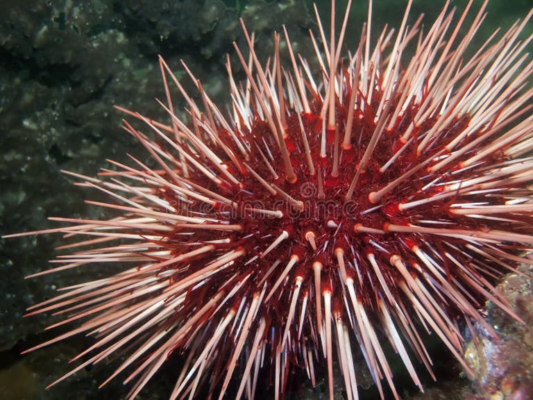 2,427 Urchin Red Stock Photos - Free & Royalty-Free Stock Photos from ...