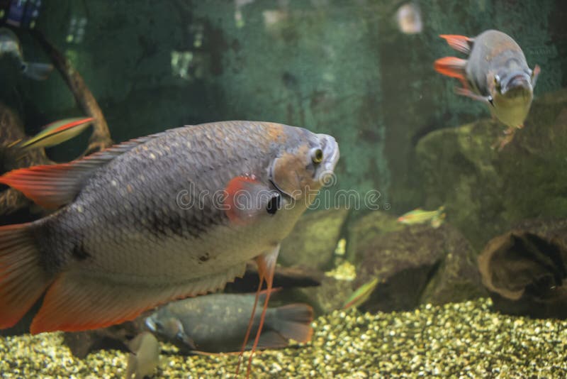 The Giant Red Tail Gourami Fish Stock Photo - Image of judges, copy ...