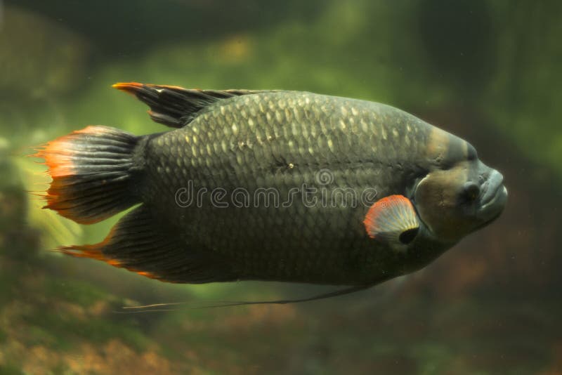 Giant Red Teil Gourami Osphronemus Laticlavius. Stock Photo - Image of ...